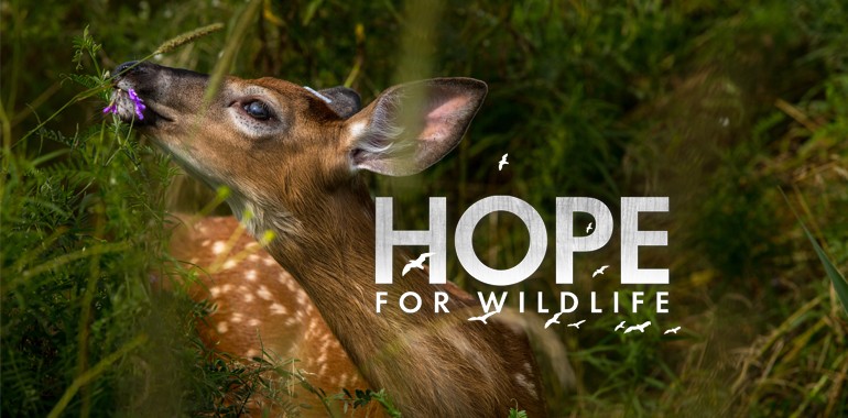 Hope For Wildlife Season Six Starts Filming! – Arcadia Entertainment